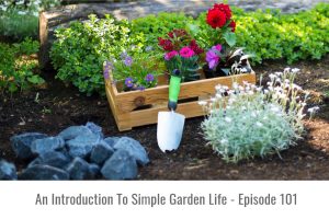 How To Grow The Best Tomatoes On The Block - Episode 102