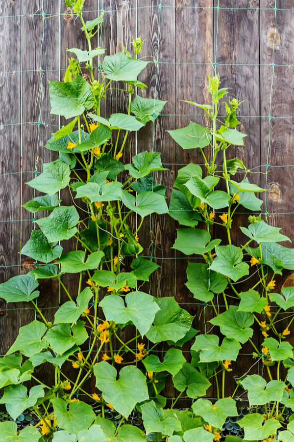 17 Cucumber Plants Wilting In Sun CarienaHowie