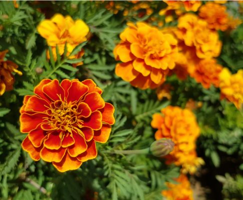 Hanging Baskets Archives - Simple Garden Life