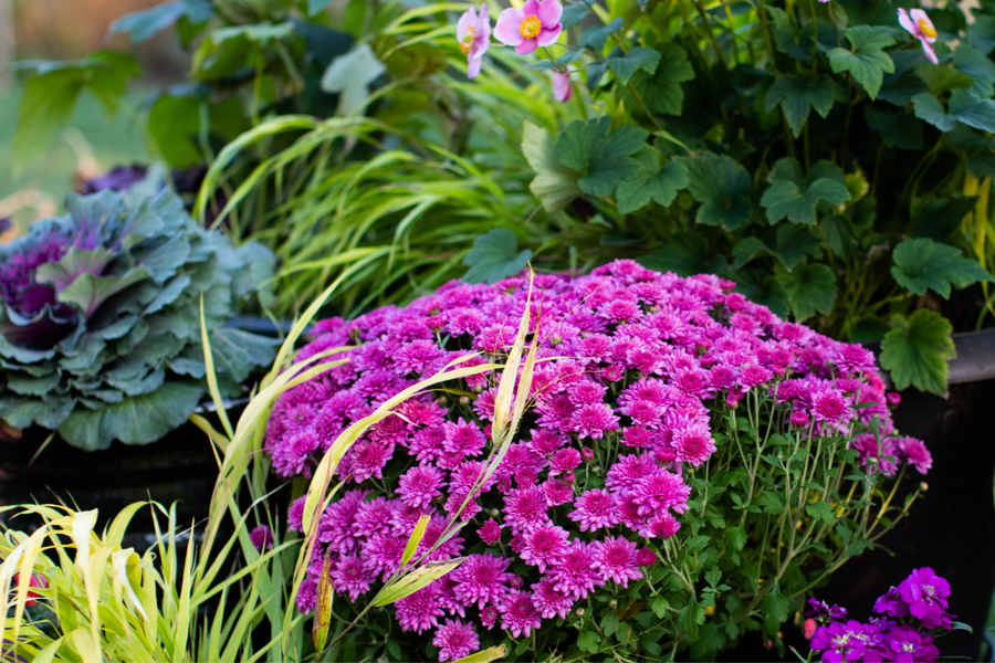 fall flowering plant guide