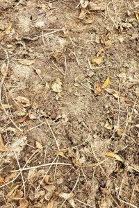 Why & How To Clear Out Your Garden In The Fall - The Final Preparations