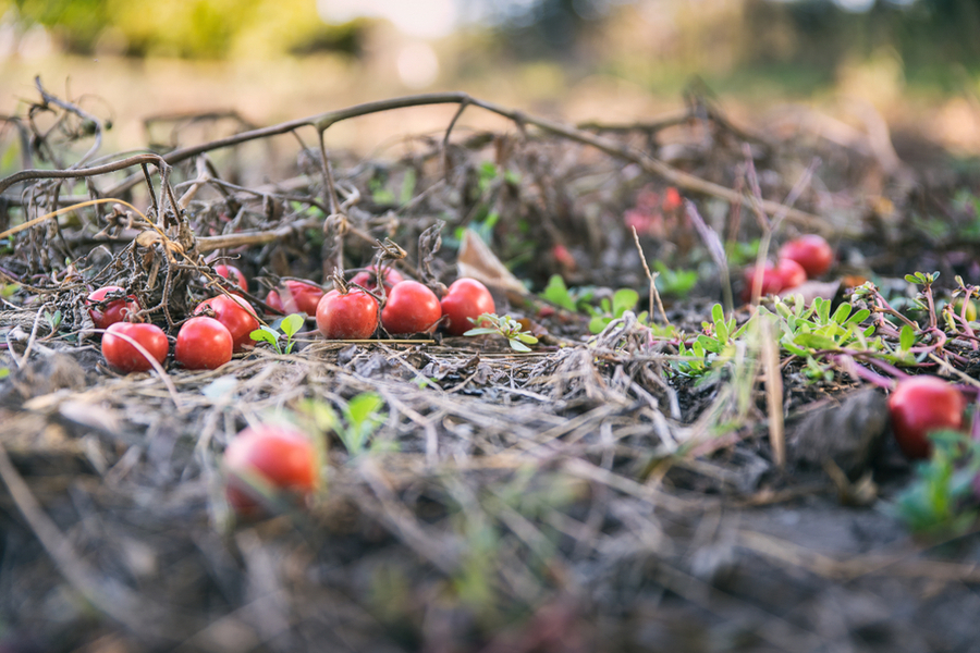 Why & How To Clear Out Your Garden In The Fall - The Final Preparations