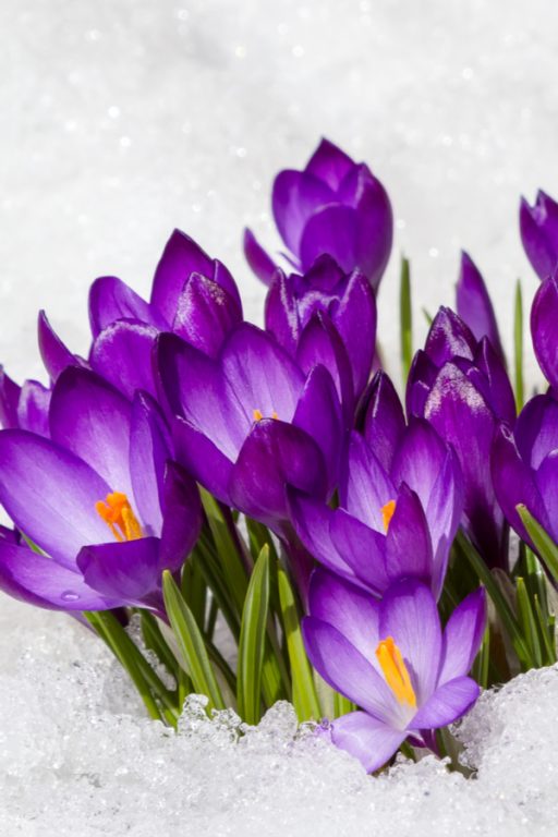 How To Grow Crocus - One Of The First Blooming Flowers Of Early Spring