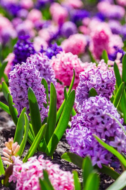 How To Grow Hyacinth Bulbs For Colorful, Spiky Fragrant Spring Blooms