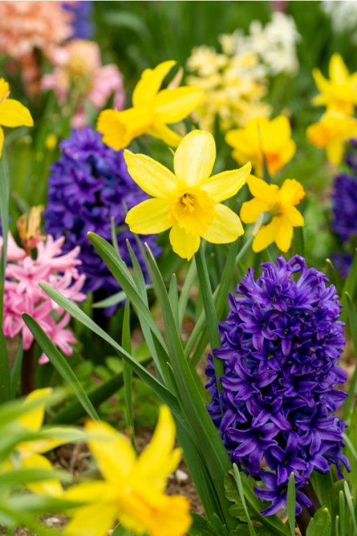 How To Grow Hyacinth Bulbs For Colorful, Spiky Fragrant Spring Blooms