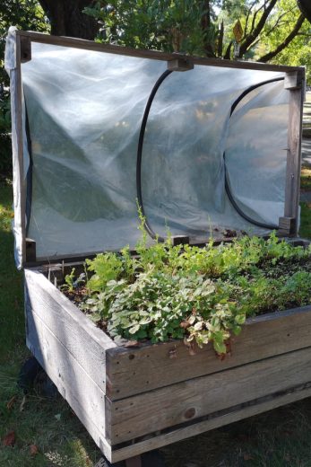 Using A Cold Frame - How To Extend Your Growing Season With Ease