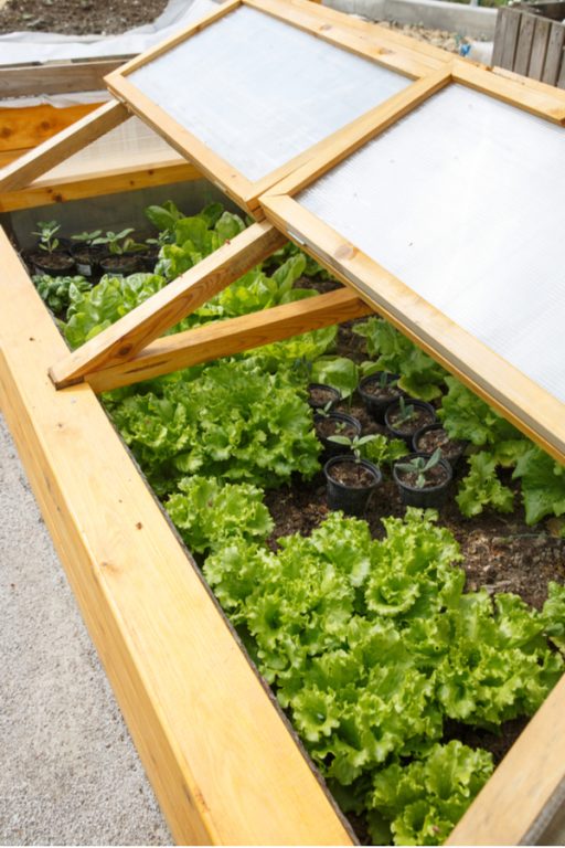 Using A Cold Frame - How To Extend Your Growing Season With Ease
