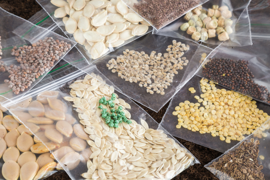 Why You Need To Prepare Early To Start Seeds Indoors - Plan Early Now!