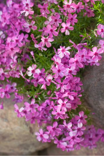 The Beauty Of Creeping Phlox - How To Plant & Maintain Creeping Phlox!