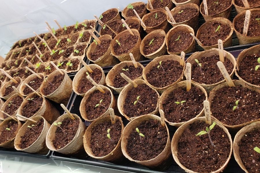 How To Start Seeds Indoors - The Simple Secrets To Grow Great Plants!