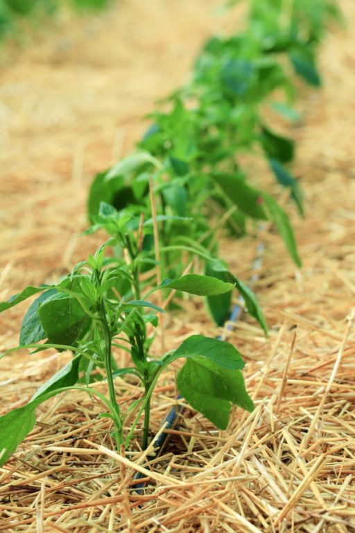 How To Keep Your Garden Weed Free - 4 Simple Steps To Success!