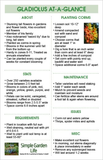 How To Grow Gladiolus - Add Massive Flowering Blooms To Flowerbeds!