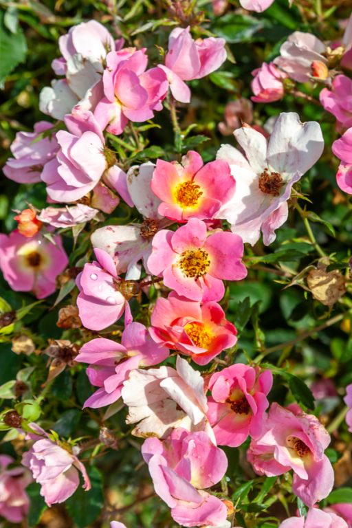How To Grow Everblooming Roses - Easy Care Knock Out Varieties!