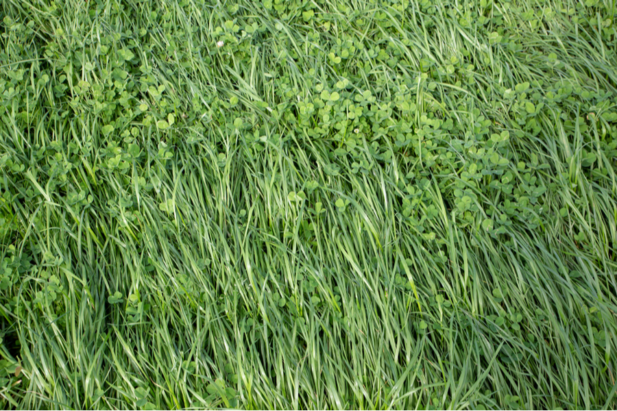 How To Breathe Life Into Depleted Soil - Planting A Green Manure Crop!