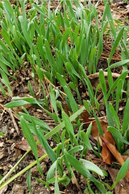 How To Breathe Life Into Depleted Soil - Planting A Green Manure Crop!