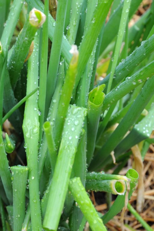How To Plant Green Onions From Seed - Grow Green Onions With Ease!