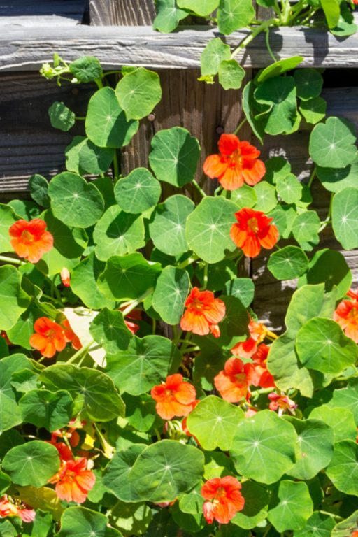 How To Grow Annual Flowers From Seed - 4 Beautiful Annuals To Grow!