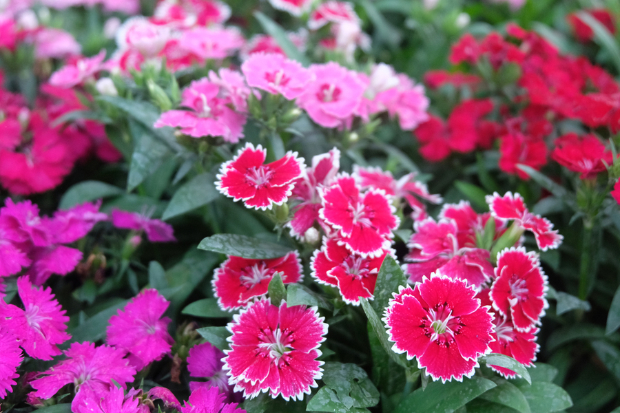 The Amazing Beauty Of Dianthus - How To Plant & Grow Dianthus Flowers