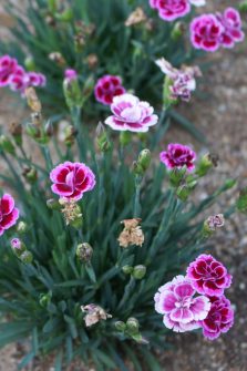 The Amazing Beauty Of Dianthus - How To Plant & Grow Dianthus Flowers