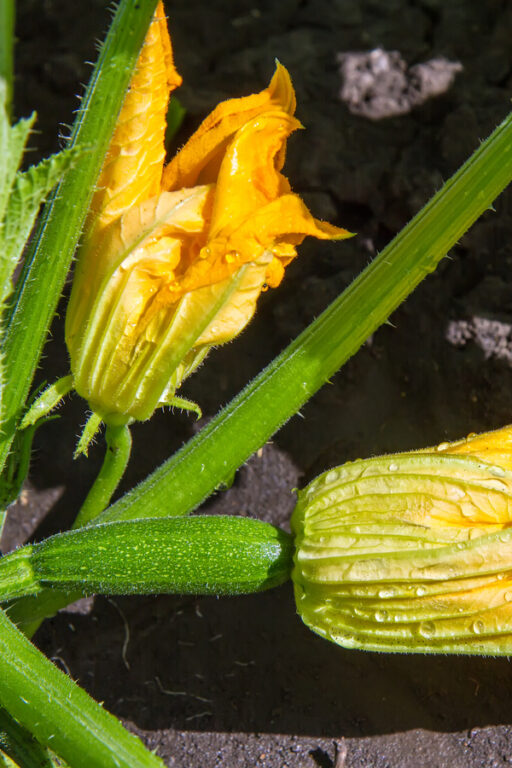 How To Hand Pollinate Zucchini & Cucumbers - Easily Help Produce Fruit