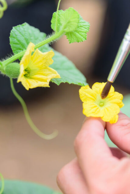 How To Hand Pollinate Zucchini & Cucumbers - Easily Help Produce Fruit