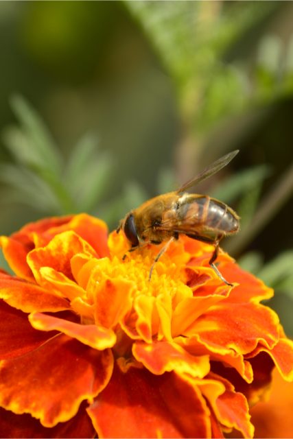 The Amazing Benefits of Growing Marigolds In Your Garden & Flowerbeds