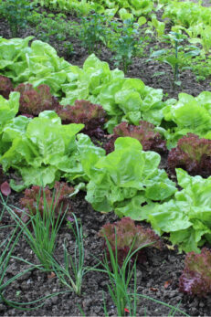 How To Rotate Garden Crops - And Why It's So Important For Your Plants!