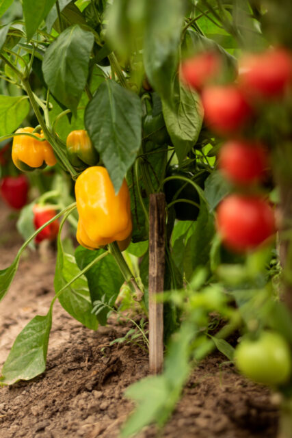 How To Rotate Garden Crops - And Why It's So Important For Your Plants!