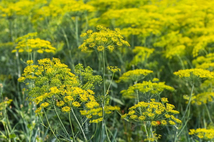 The Many Amazing Benefits Of Growing Dill - From Pickles To Pollinators!
