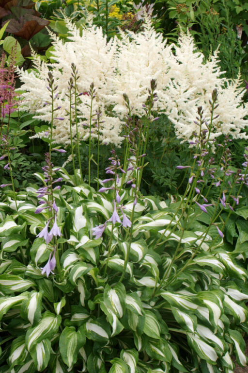 Growing Astilbe - How To Add Big Color To Shady Areas With Astilbe!