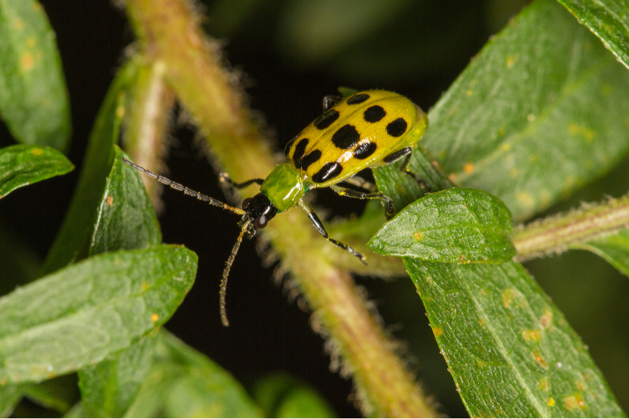 How To Eliminate Cucumber Beetles - How To Battle Beetles And Win!