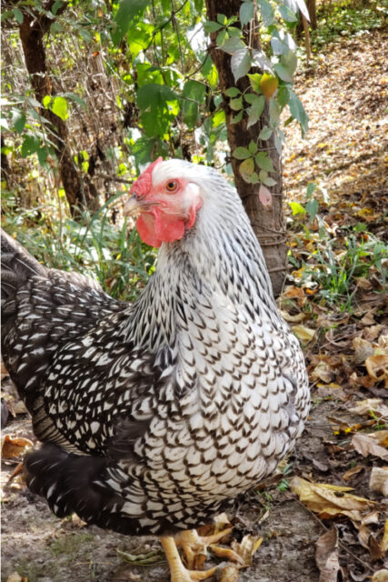 How To Use Fresh Chicken Manure To power Your Plants!