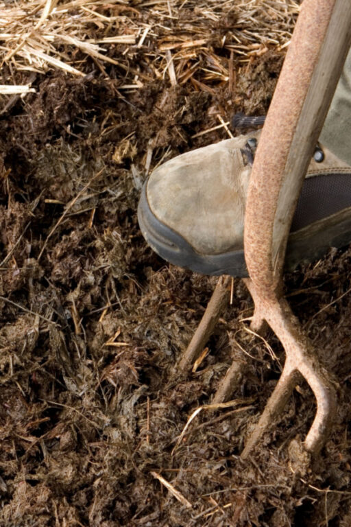 How To Use Fresh Chicken Manure To power Your Plants!