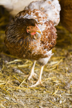 How To Use Fresh Chicken Manure To power Your Plants!
