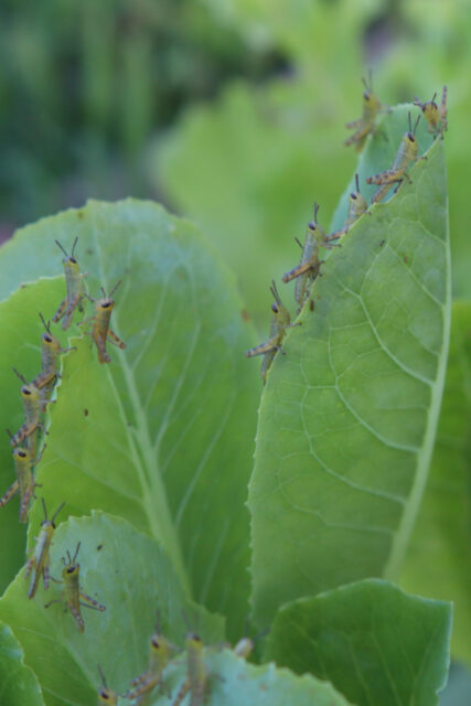 How To Protect Plants From Grasshoppers - Naturally!