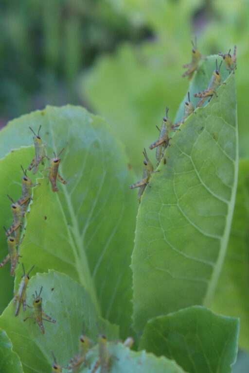 How To Protect Plants From Grasshoppers - Naturally!