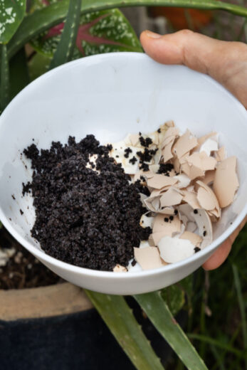 How To Recycle Coffee Grounds In The Winter!