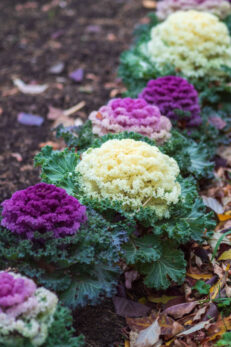 How To Use Ornamental Kale For An Incredible Fall Display!