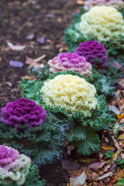 How To Use Ornamental Kale For An Incredible Fall Display!