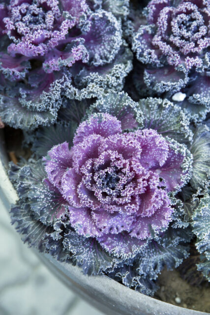 How To Use Ornamental Kale For An Incredible Fall Display!