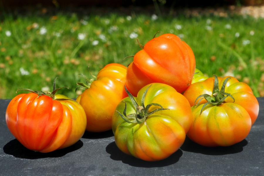 How To Ripen Tomatoes Off The Vine With Success! How To Ripen Tomatoes Off The Vine With Success!