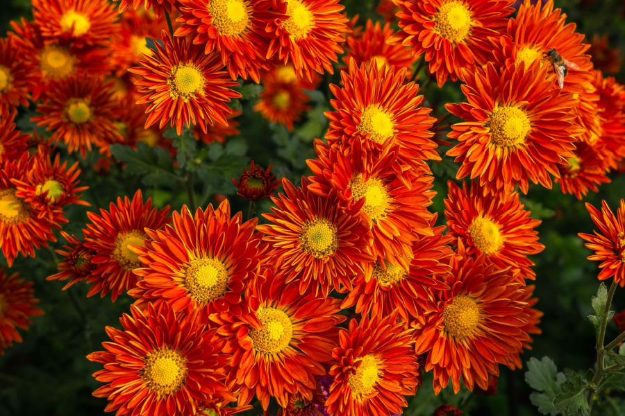 Growing Asters - The Perfect Perennial Plant For Big Fall Color!