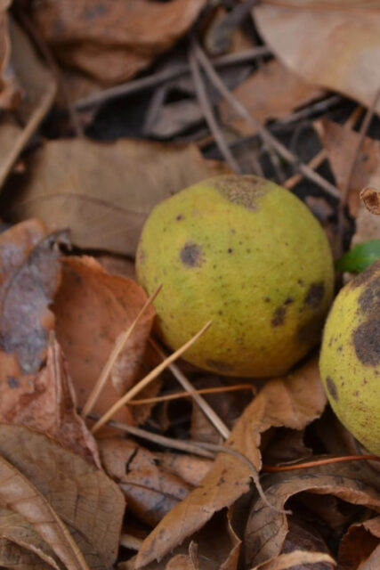 How To Turn Leaves Into Compost - Fast! 3 Secrets To Success