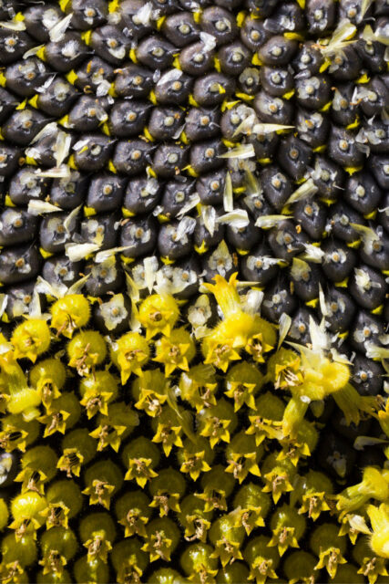 Teddy Bear Sunflowers - Grow The Most Unique Sunflower Around!