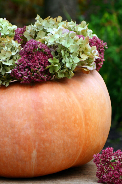 The Beauty Of Sedum In The Fall - How To Grow Sedum