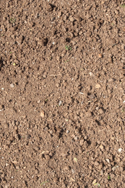 How To Plant A Garden Cover Crop With Field Peas This Fall