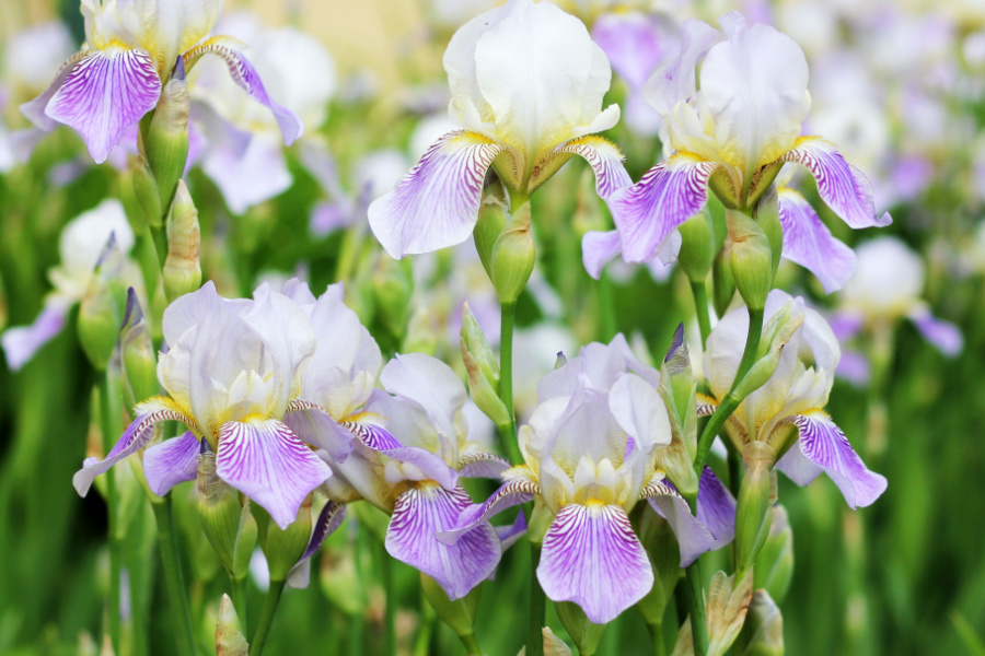 Growing Iris - How To Plant Iris Roots In The Fall