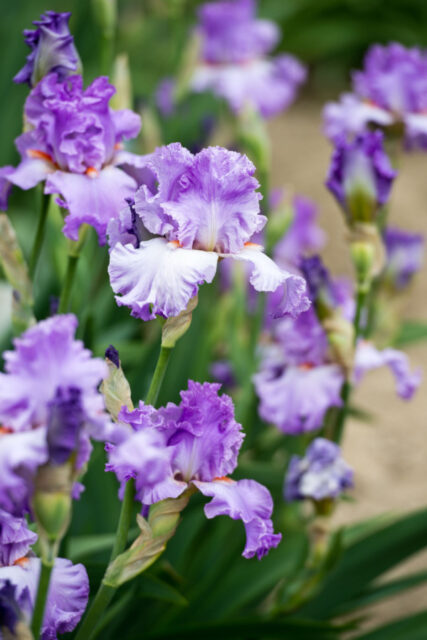 Growing Iris - How To Plant Iris Roots In The Fall