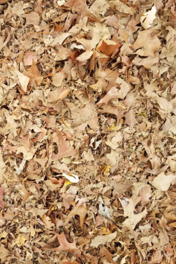 How To Recharge & Protect Your Garden With Leaves This Fall