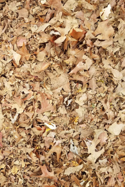 How To Recharge & Protect Your Garden With Leaves This Fall